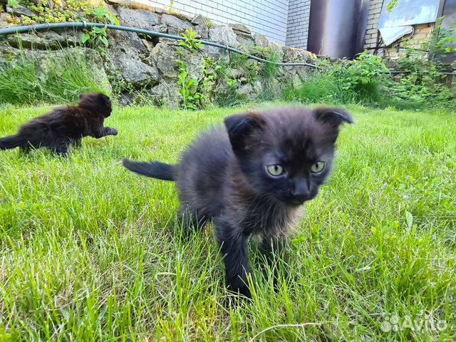 Вислоухие котята в дар