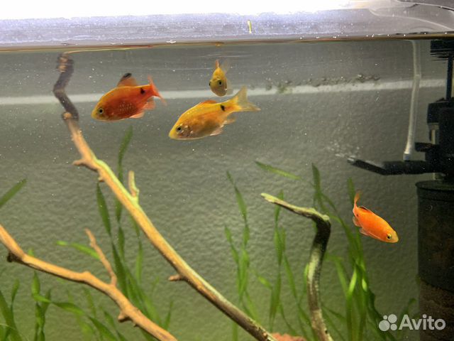 Барбус огненный