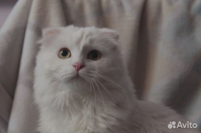 Вислоухий микрокот в добрые руки