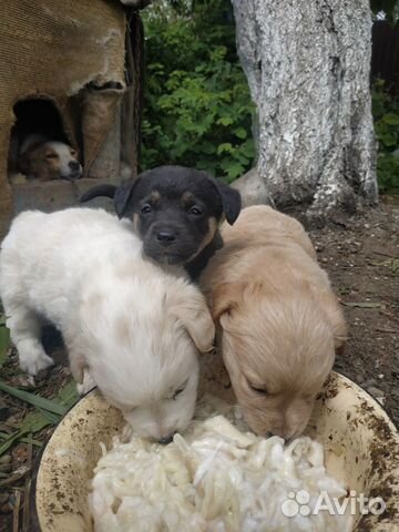 Щенки бесплатно (Феодосия, Кировское, Первомайское