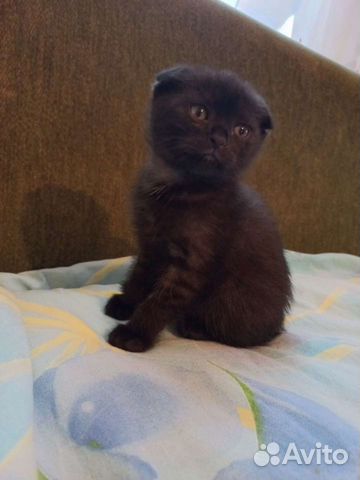 Британские вислоухие котята