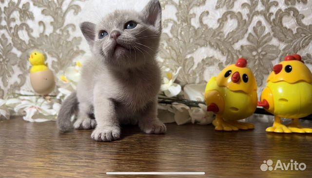 Лиловый котенок