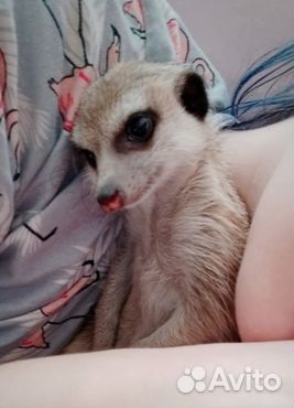 Сурикат мальчик