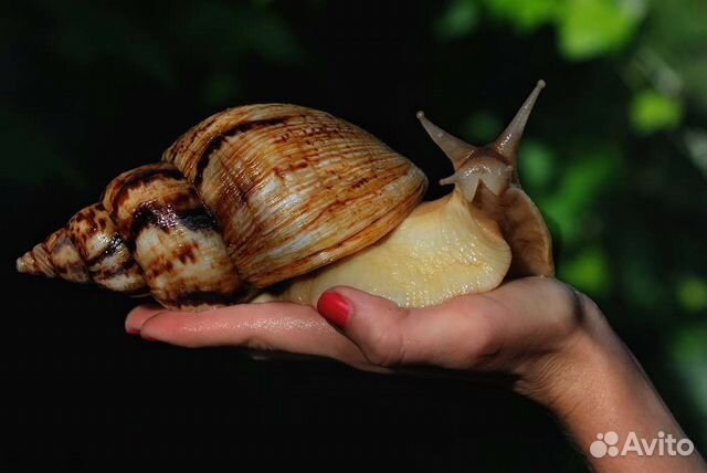 Улитки ахатины маленькие