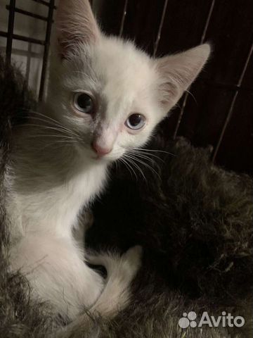 Котенок Альбинос