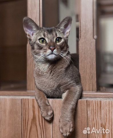 Абиссинец вязка