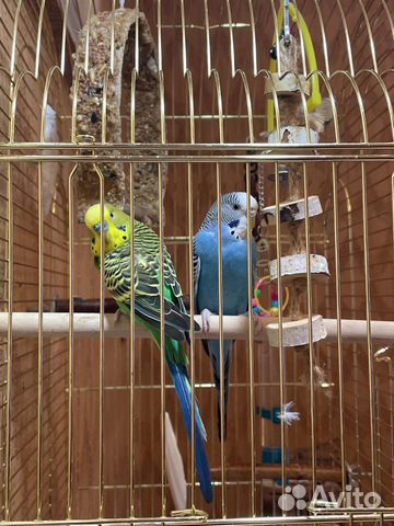 Волнистые попугаи