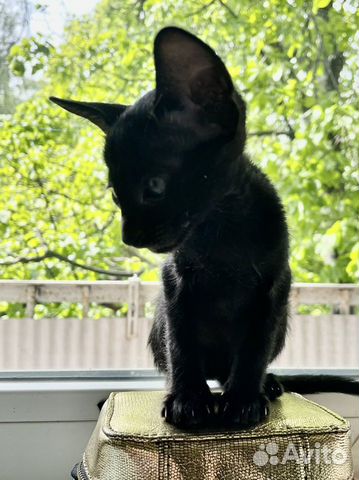 Ориентальный котенок
