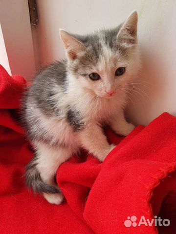 Кошечка Джесика Шаболовская 1 мес спасена