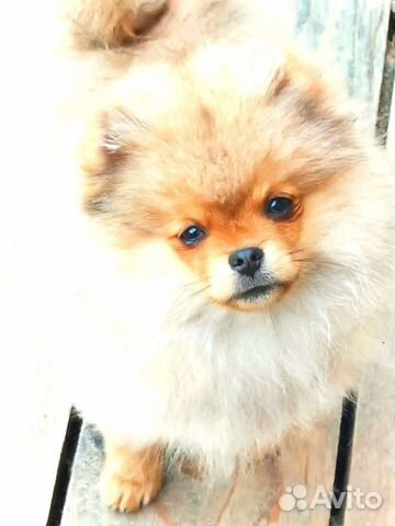Померанец мальчик 4,5мес РКФ