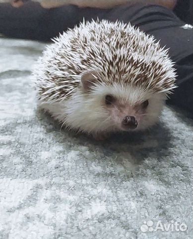 Африканский ежик