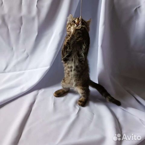 Котенок - девочка