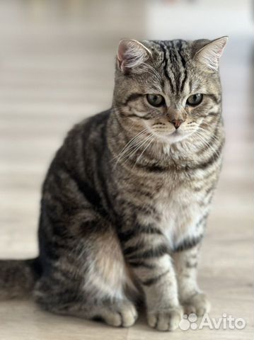 Британский кот на вязку