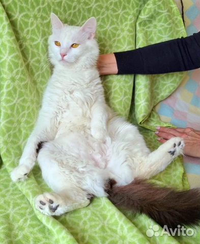 Черно белый котик,мягкий животик