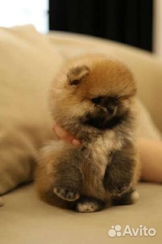 Померанский шпиц тип мишка mini