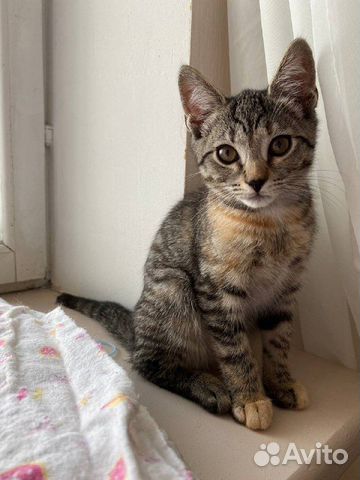 Кошка в добрые руки бесплатно