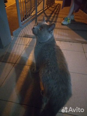 Отдам кота в хорошие руки/ Найден кот