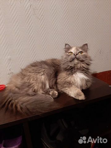 Малышка Мява