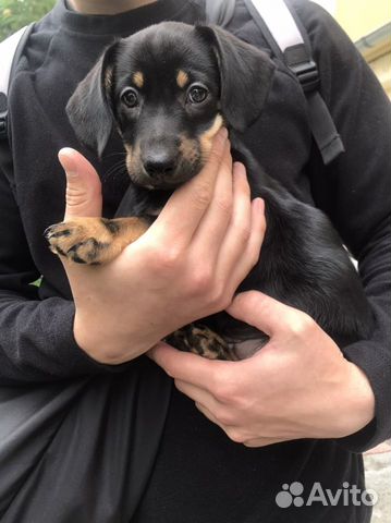 Щенок таксы