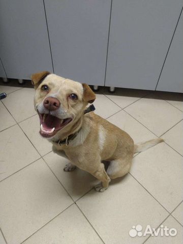 Маленькая собака улыбака, в добрые руки