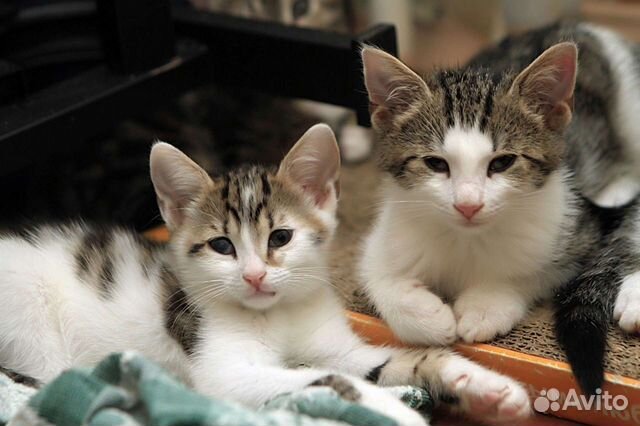 Нужен укотовитель для котят