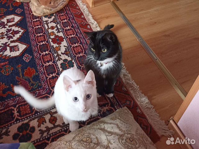 Турецкая ангора