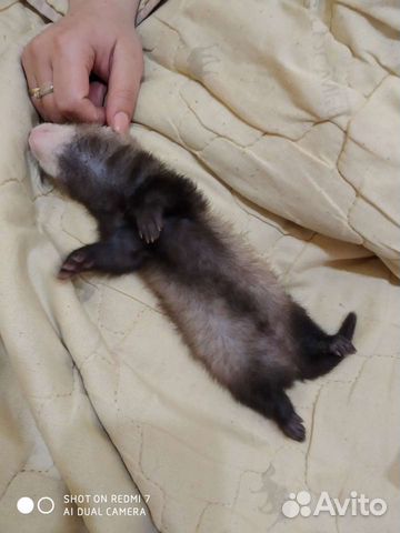 Хорьки малыши