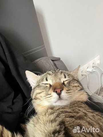 Сладкий котик Свит ищет дом