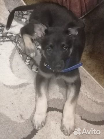 Восточноевропейская овчарка