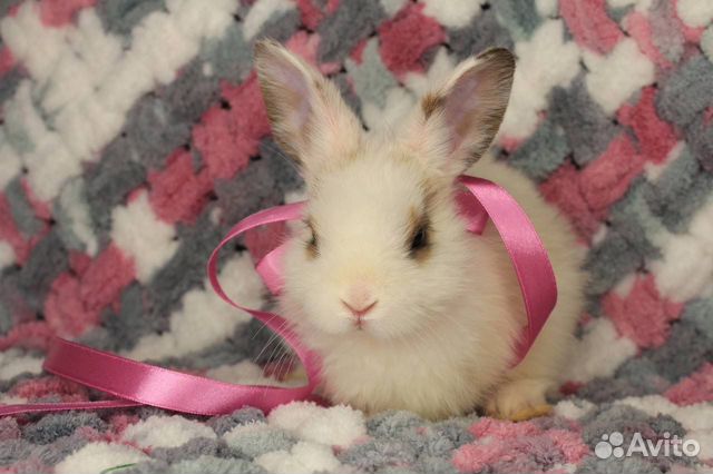 Декоративные кролики питомник