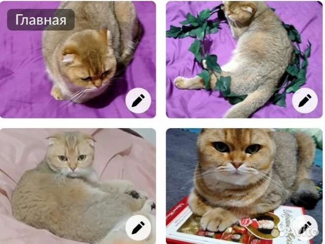 Шотландская кошечка в добрые руки