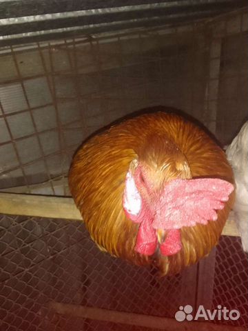 Домашние животные птицы