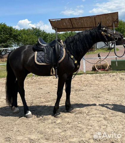 Молодой мерин