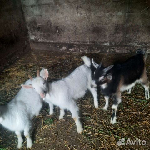 Козлята