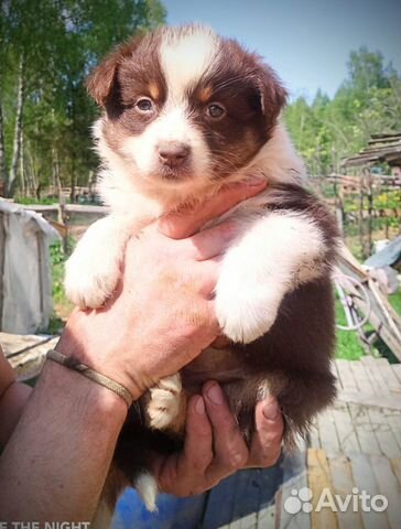 Австралийская овчарка, аусси