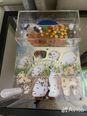 Муравьиная ферма с муравьями