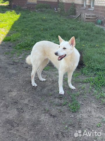 Очаровательная блондинка Тесса ищет дом