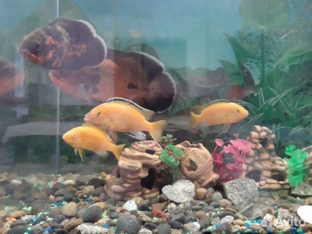 Рыба аквариумная Еллоу из цихлидов 1шт