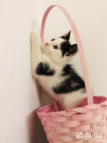 Котенок в добрые руки