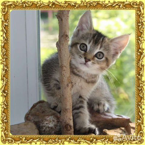 Кошечкачаузи 2 мес