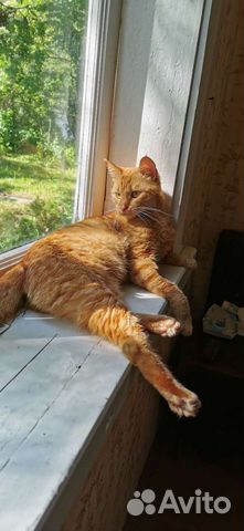 Пристраивается рыжий котик 10 месяцев
