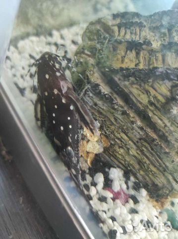 Сомы, Цихлидаи Нанокара