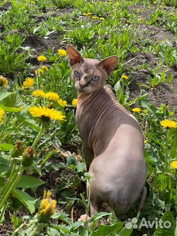 Кот сфинкс