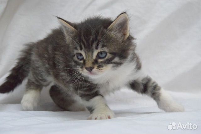 Котенок полосатый мальчик