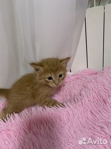 Рыжее чудо котик, мальчик 1 месяц