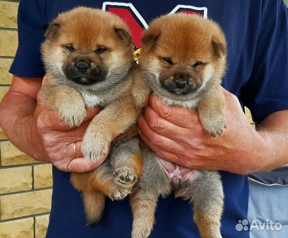 Малышки Сибы