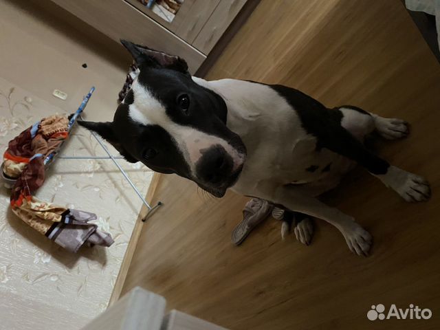 Стаффордширский терьер в добрые руки