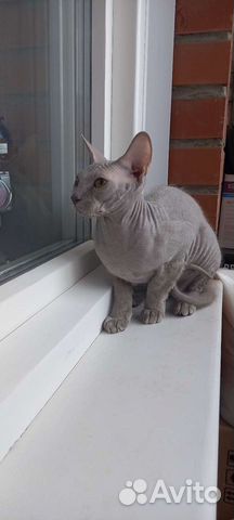 Донской сфинкс велюр