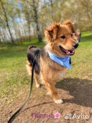 Мотя очень ласковая собакаНастоящий, верный друг