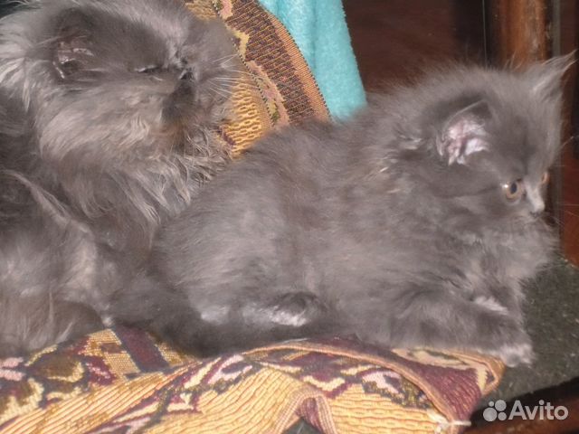 Полуперсики